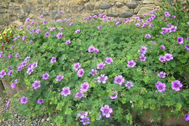 5 Hardy Geraniums For Your Garden | The Garden Fairy