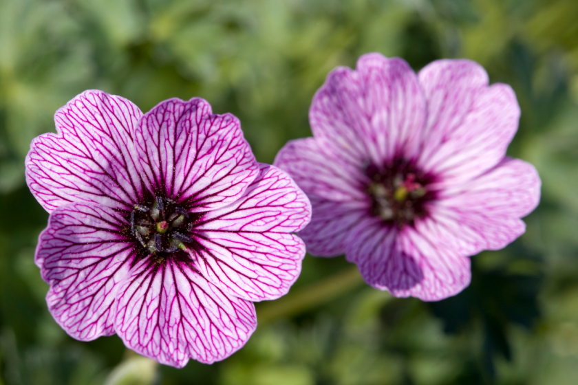 5 Hardy Geraniums For Your Garden | The Garden Fairy